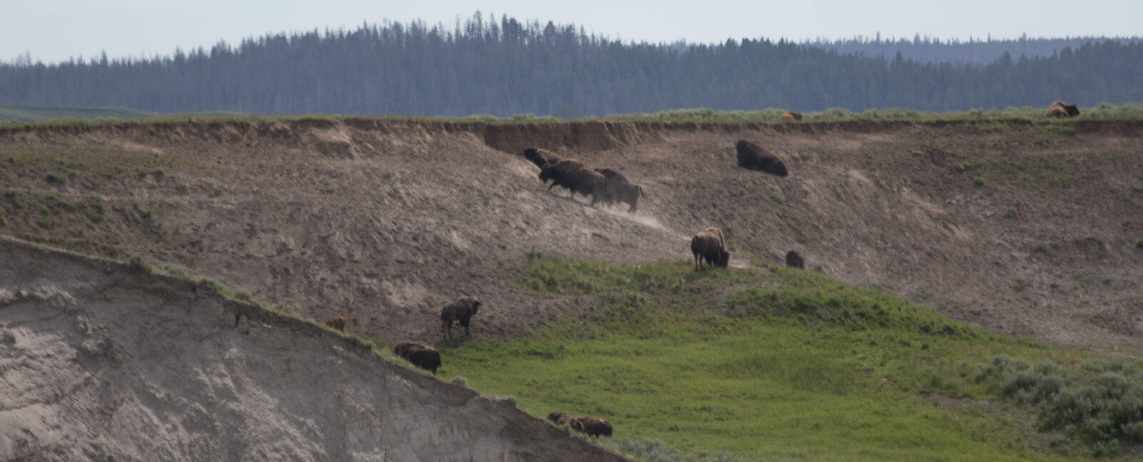 Explore Yellowstone - Crossed Sabres Ranch